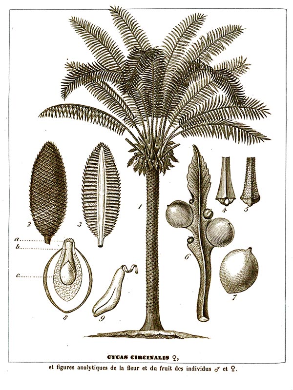 CYCAS CIRCINALIS - L'OEIL DU CYCLONE