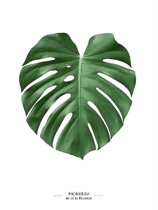 MONSTERA - L'OEIL DU CYCLONE