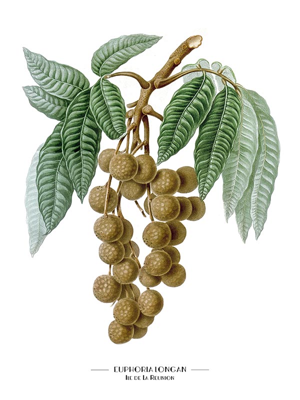 LONGANI - L'OEIL DU CYCLONE