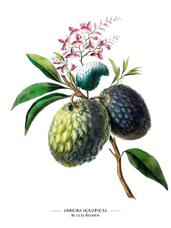 ZATTES - L'OEIL DU CYCLONE